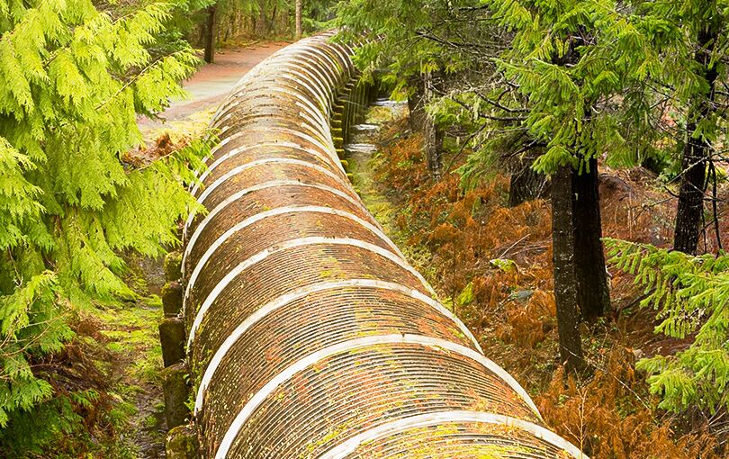 5 sinais de raízes de árvores na tubulação e como resolver - Esgomil ...